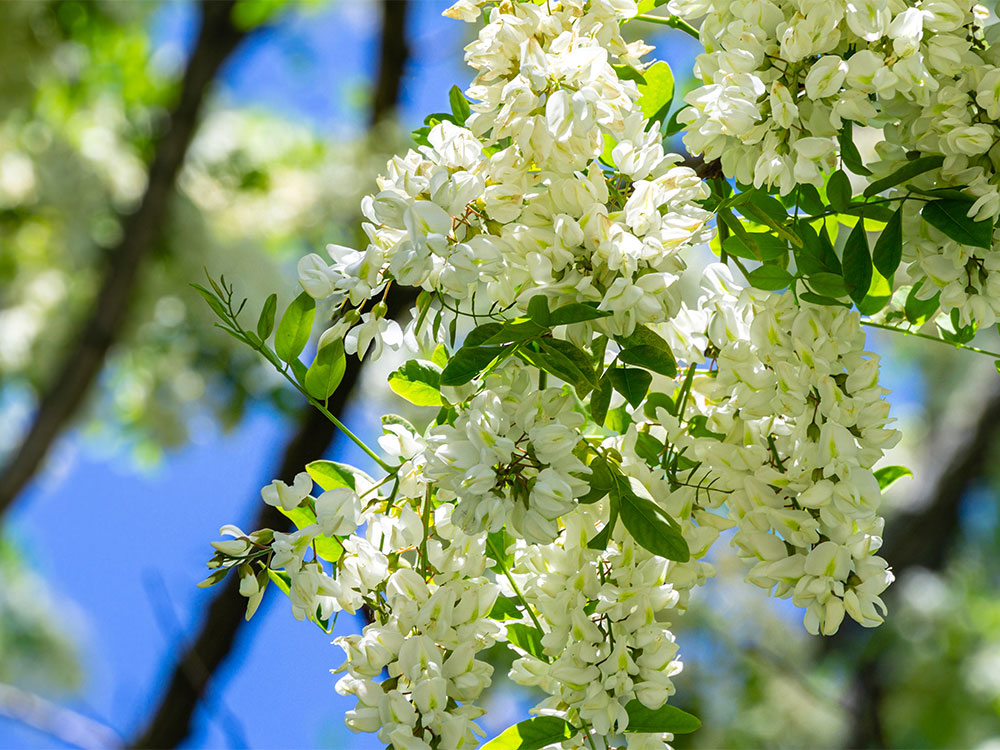 Erfahren Sie alles über den Baum des Jahres: die Robinie.